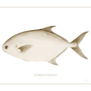 Pompano Fish original Artwork Watercolor Painting Print - Etsy