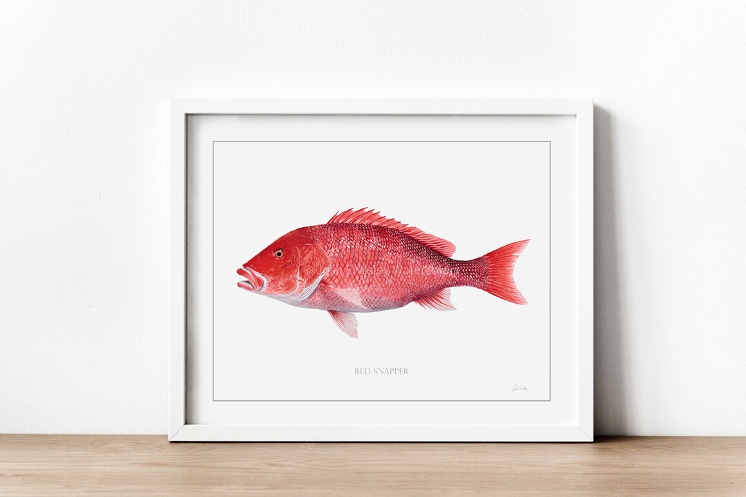 Red Snapper Fish original Artwork Watercolor Painting Print Beach House ...