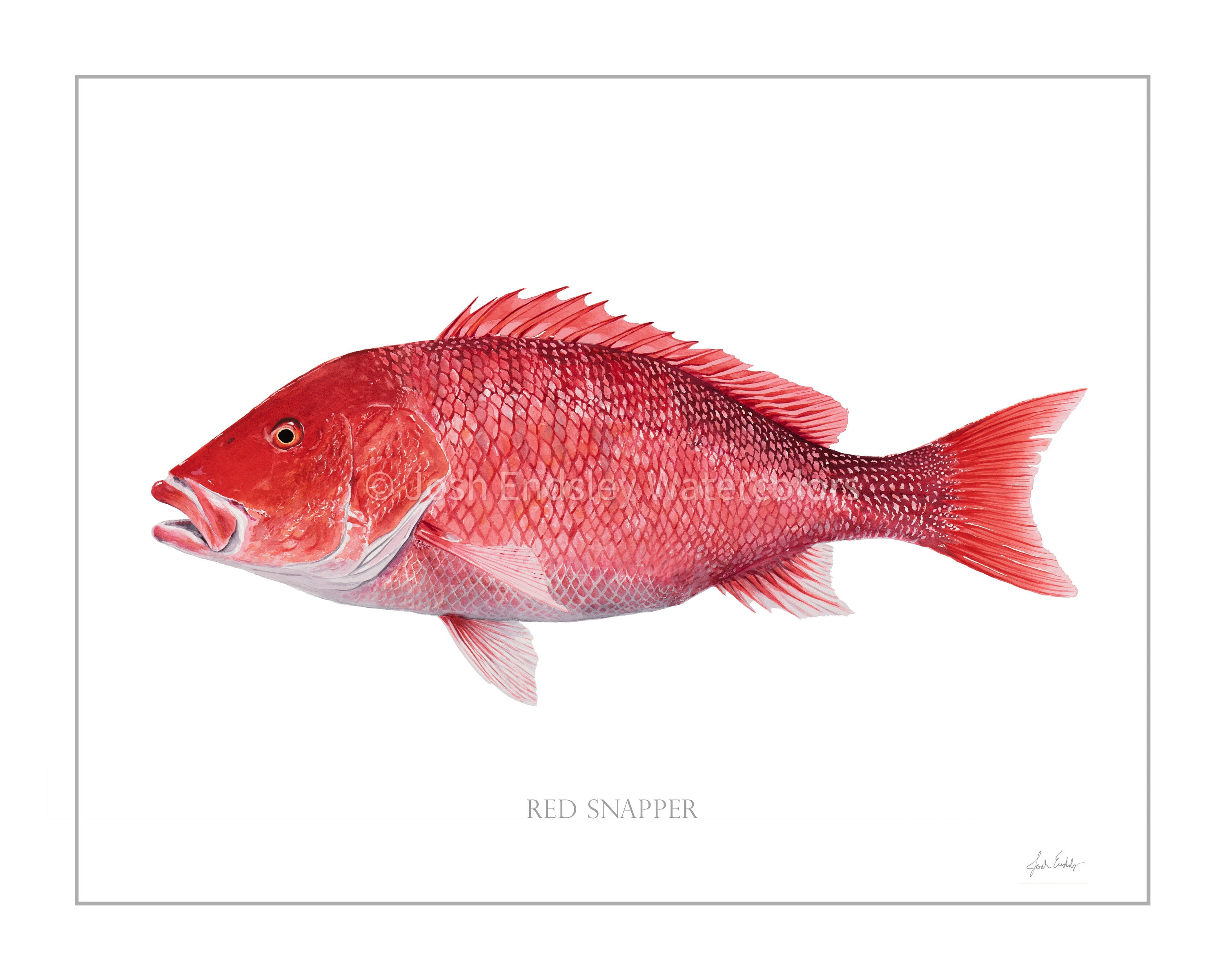 Red Snapper Fish original Artwork Watercolor Painting Print Beach House ...