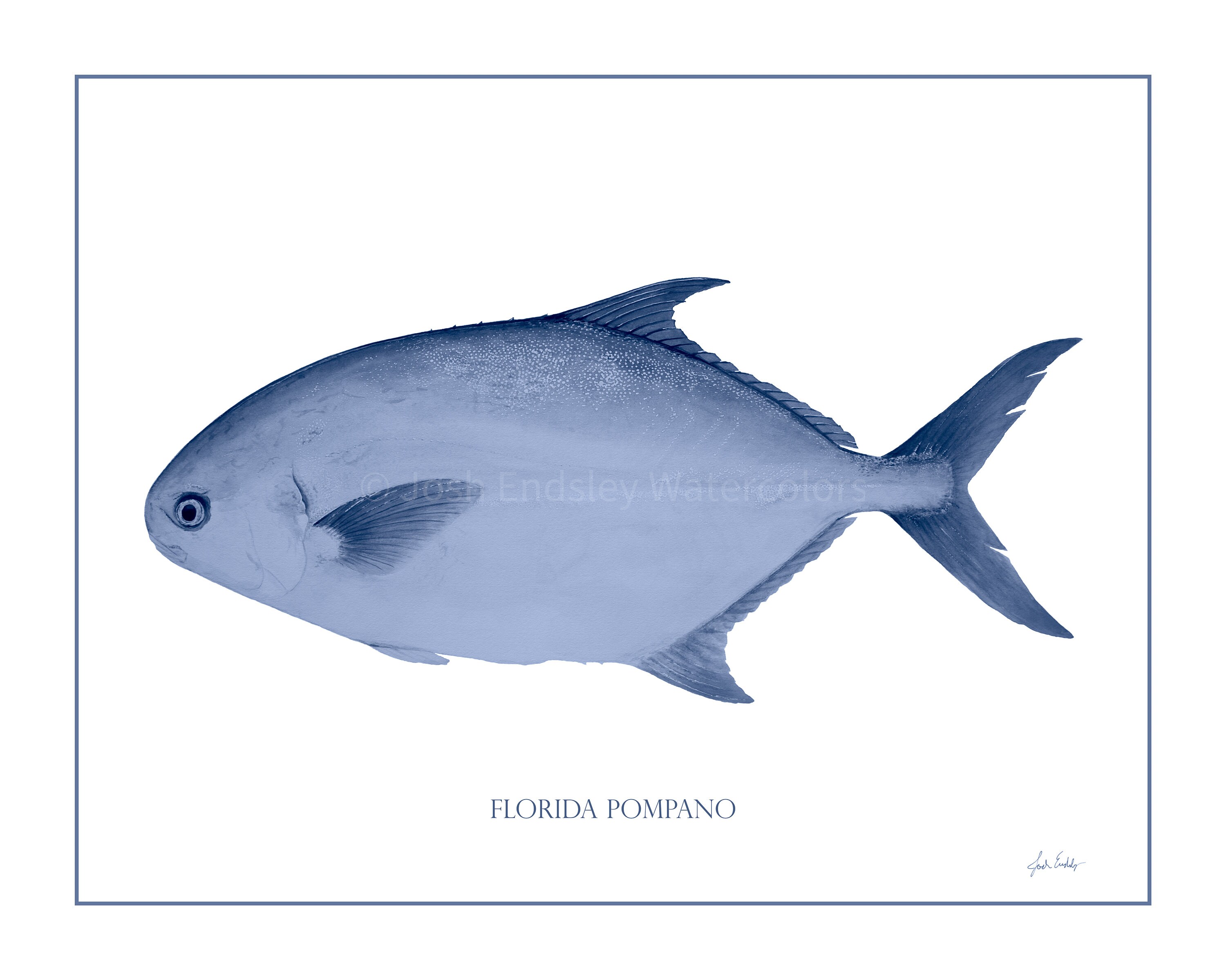 Pompano Fish original Artwork Watercolor Painting Print - Etsy