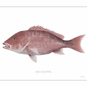 Red Snapper Fish original Artwork Watercolor Painting Print Beach House ...