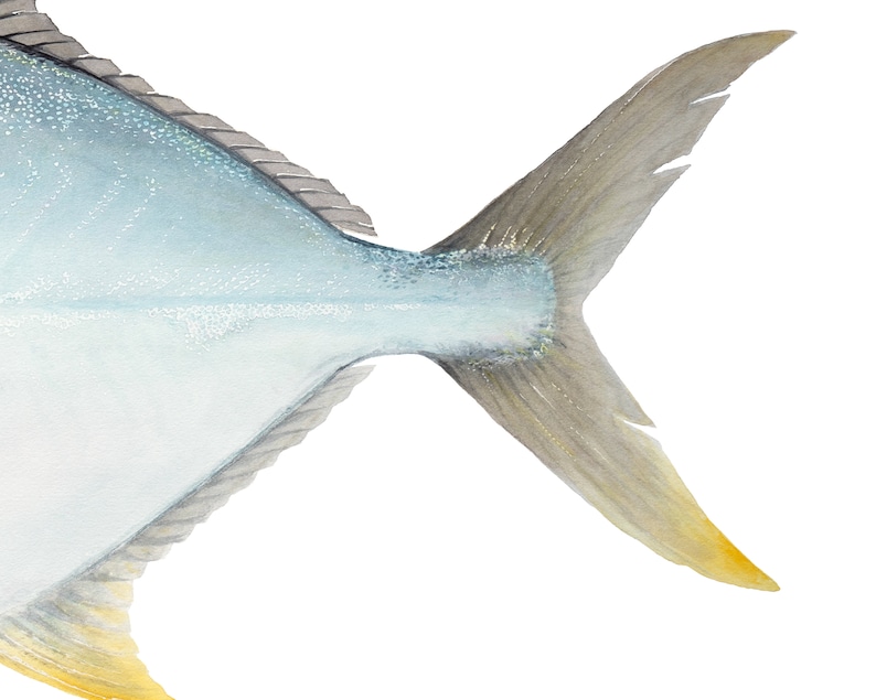 Pompano Fish original Artwork Watercolor Painting Print - Etsy