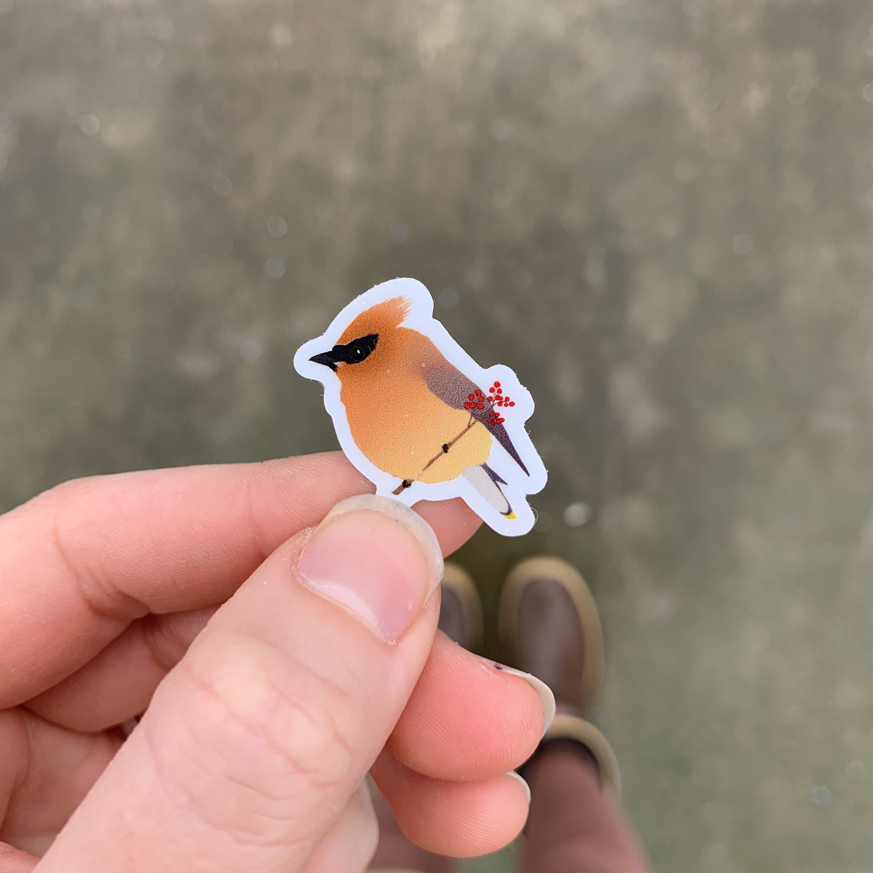 Mini 1 Fat Baby Waxwing Vinyl Sticker Cute Adorable Little - Etsy