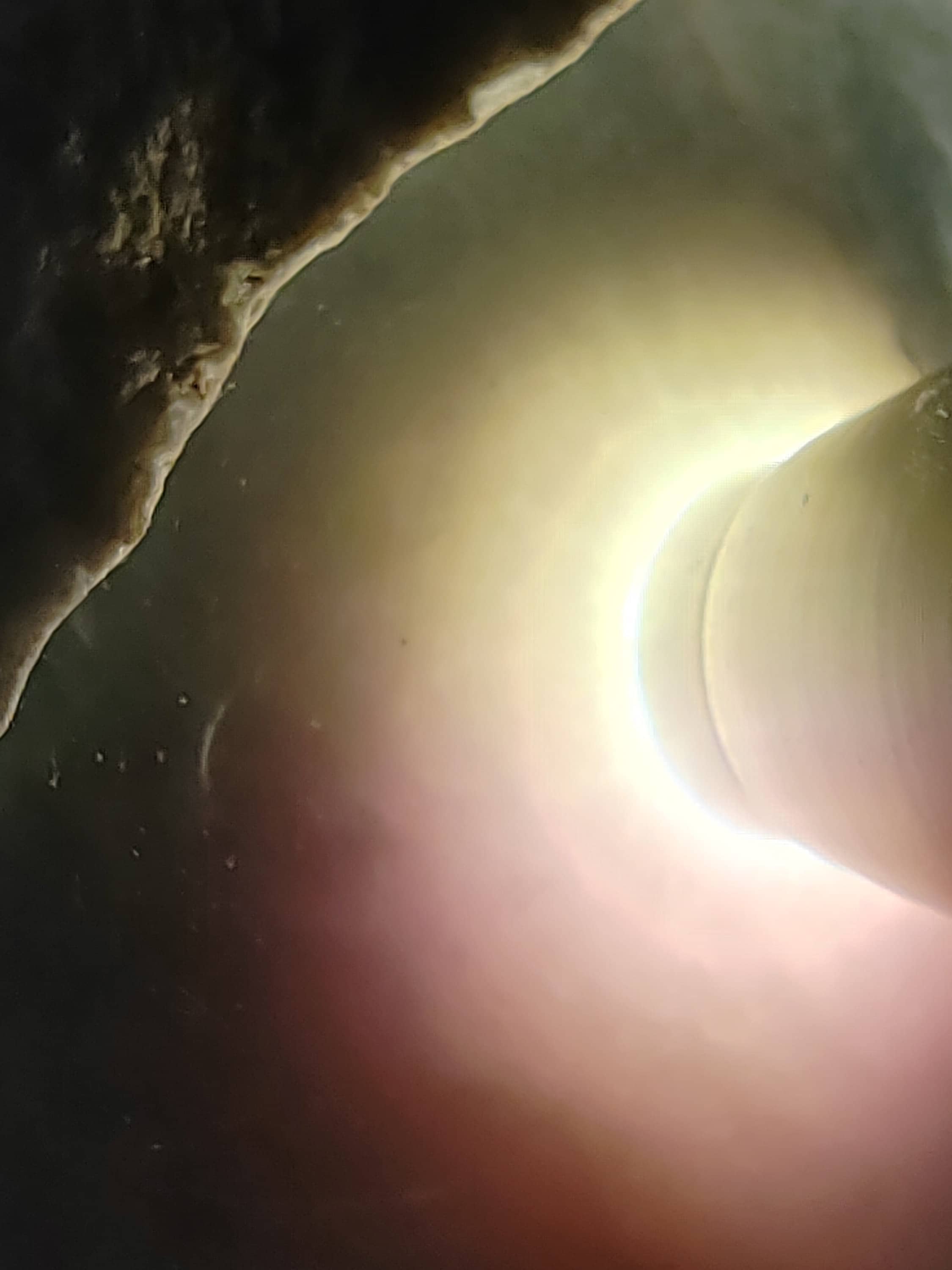 Icy Ice Spring Flower Burma Jadeite Jade Rough Stone 6,350 Gram 31,750 ...