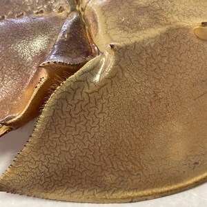 Large Horseshoe Crab Shell From the Outer Banks of North Carolina All ...