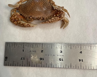 Large Horseshoe Crab Shell From the Outer Banks of North Carolina All ...