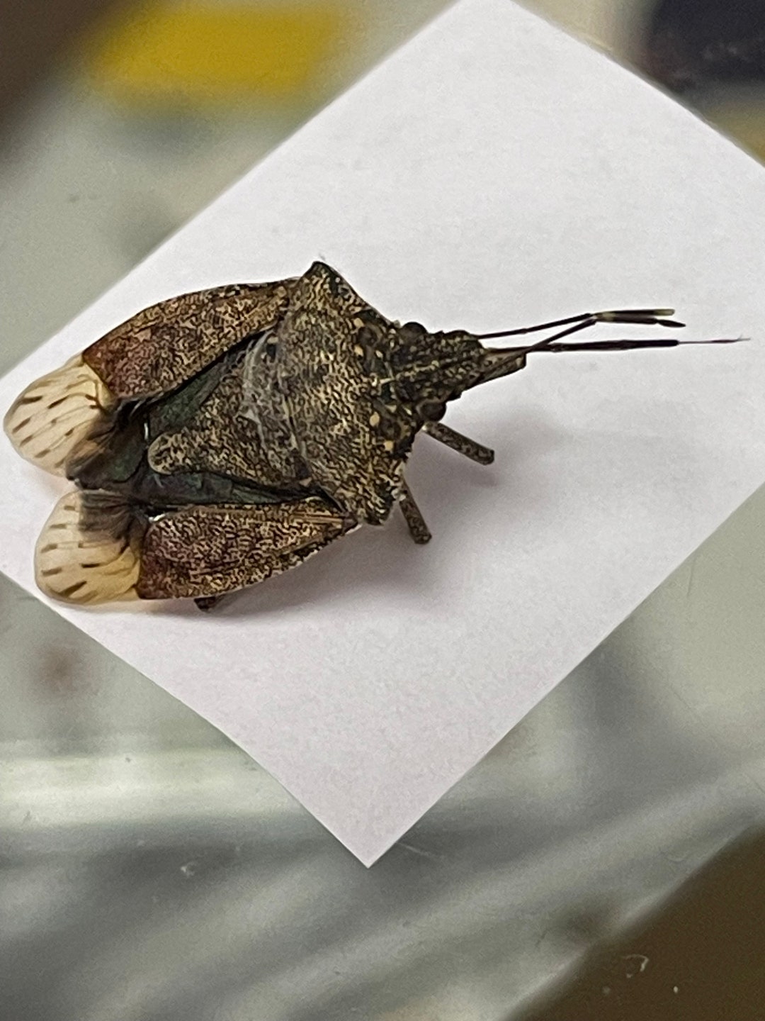 Genuine, Deceased, Stink Bug From North Carolina Stinkbug - Etsy
