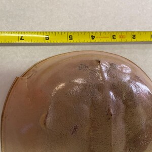 Medium Size Horseshoe Crab Shell From the Outer Banks of North Carolina ...