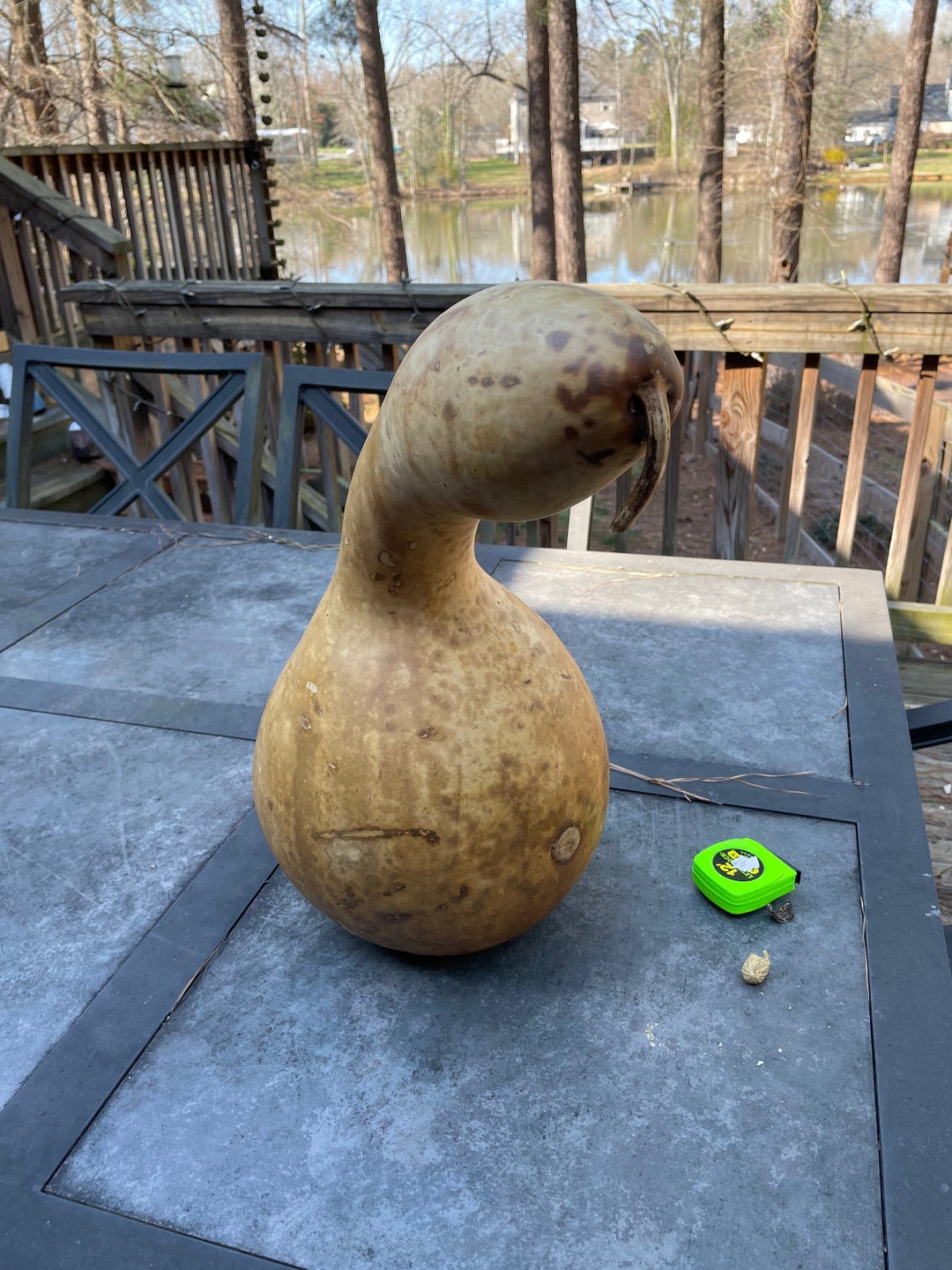 HUGE Gooseneck Gourd All Natural Genuine From North Carolina Beautiful ...