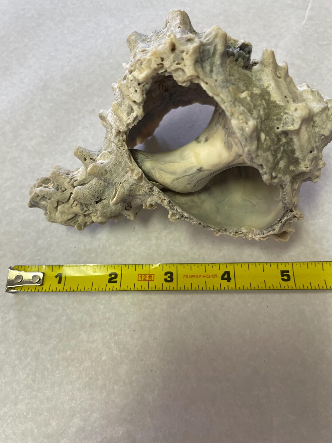 Very Old Conch Shell With Barnacles From Myrtle Beach South Carolina SC ...