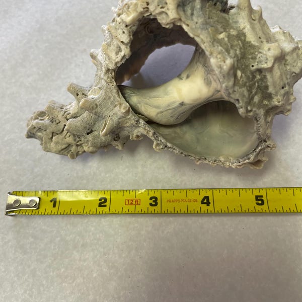 Medium Size Horseshoe Crab Shell From the Outer Banks of North Carolina ...