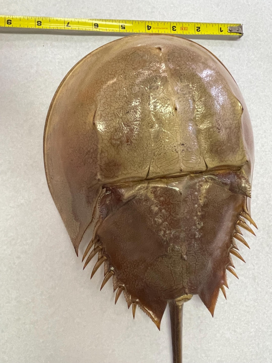 Large Horseshoe Crab Shell From the Outer Banks of North Carolina All ...