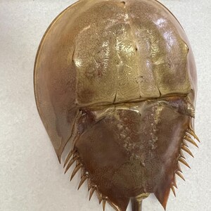 Large Horseshoe Crab Shell From the Outer Banks of North Carolina All ...