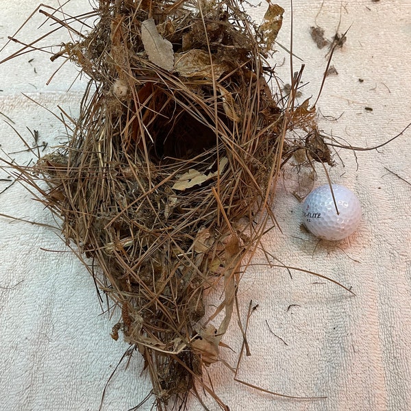 Real Birds Nest - Etsy