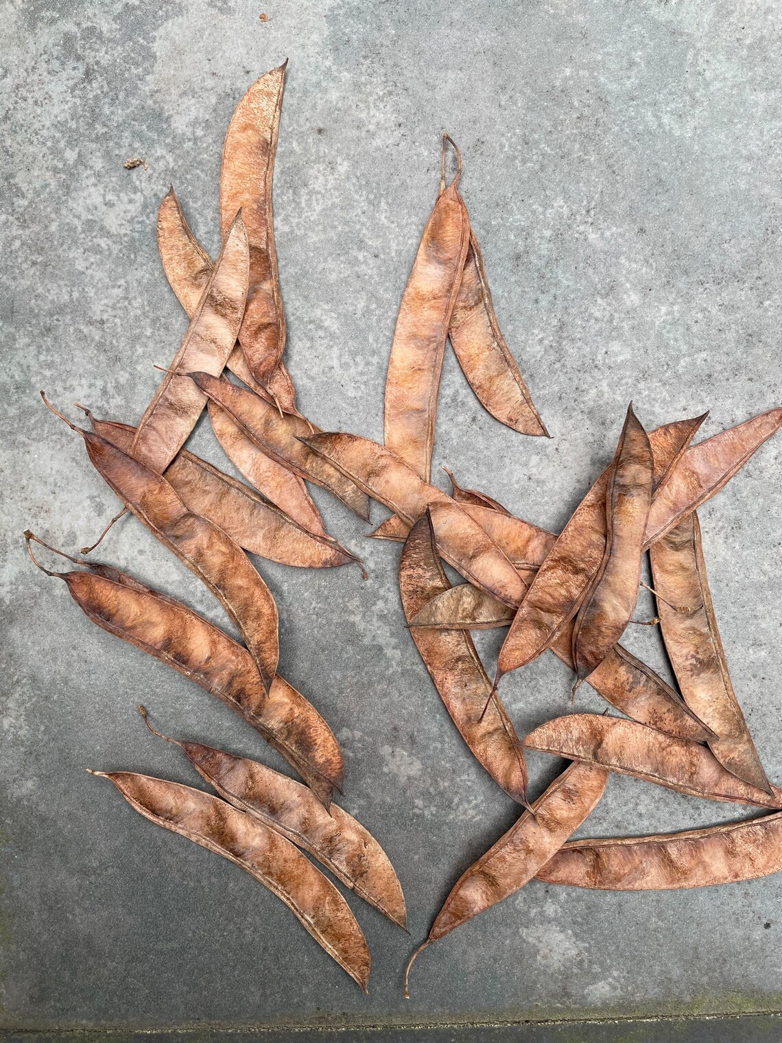 Seed Pods Very Thin Dried All Natural Good in Farmhouse Crafts Lot of ...