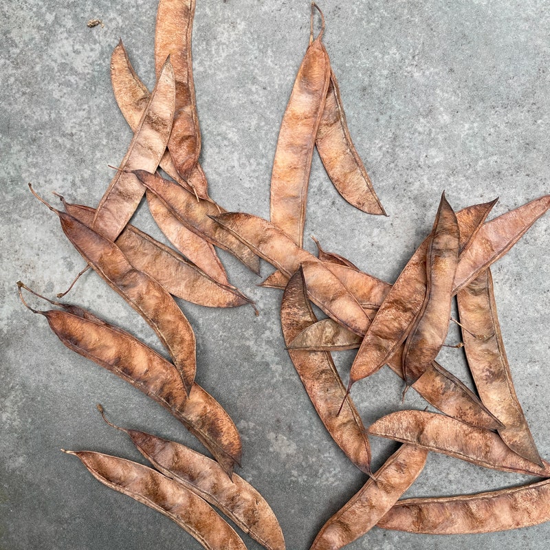 Dried Seed Pods - Etsy