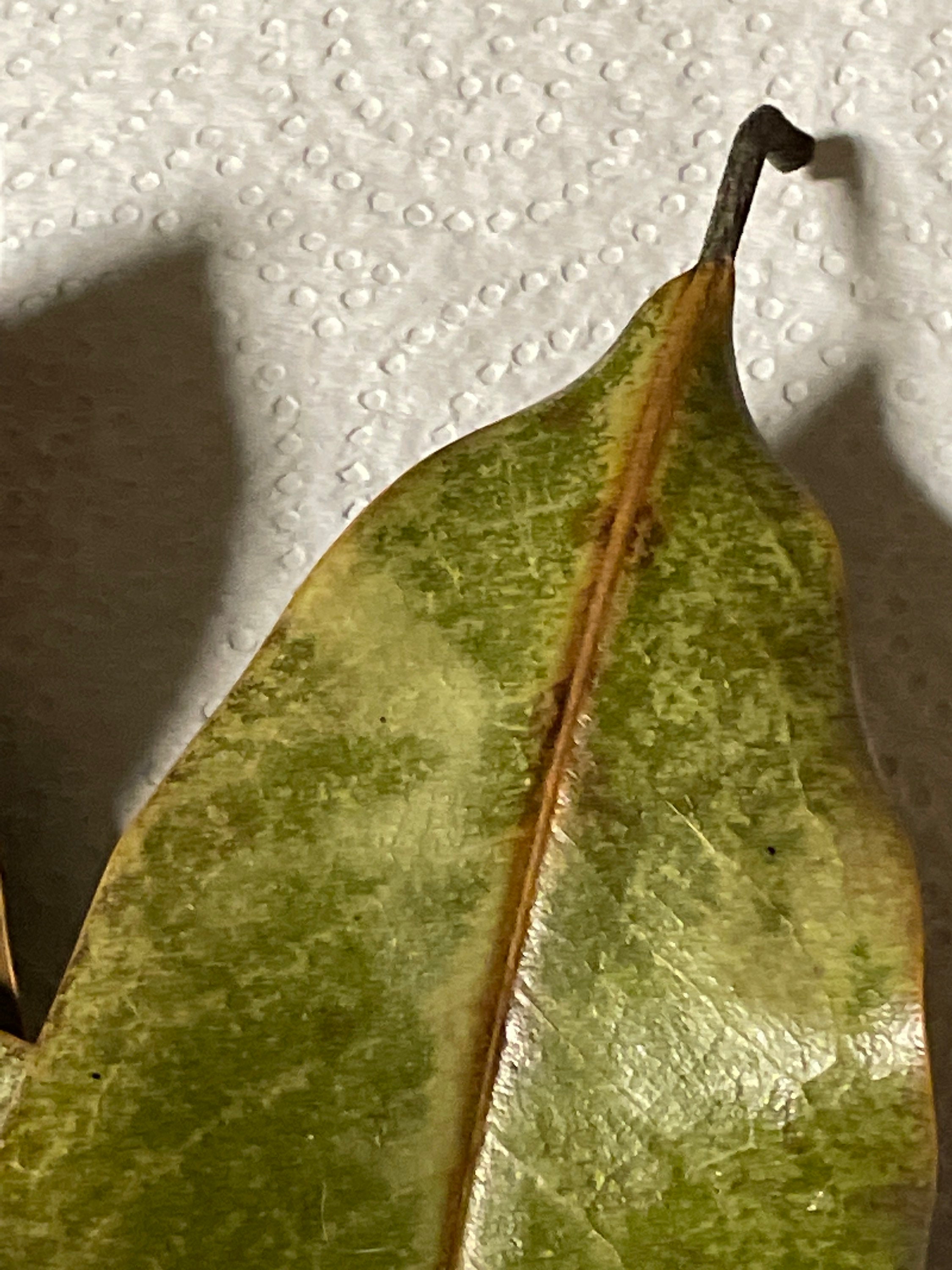Magnolia Tree Leaves