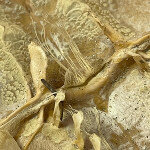 Medium Size Horseshoe Crab Shell From the Outer Banks of North Carolina ...