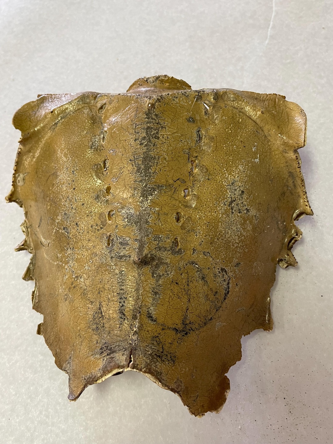 Horseshoe Crab Shell From the Outer Banks of North Carolina All Natural ...