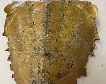 Large Horseshoe Crab Shell From the Outer Banks of North Carolina All ...