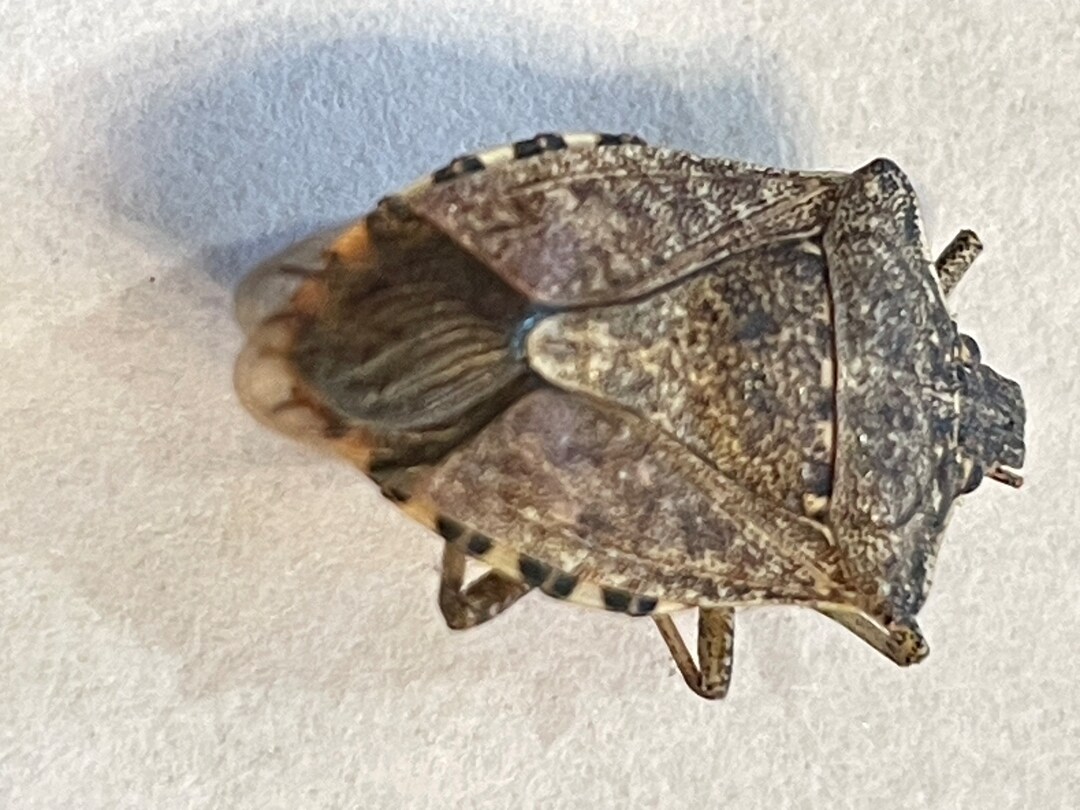 Genuine, Deceased, Stink Bug From North Carolina Stinkbug 18 - Etsy