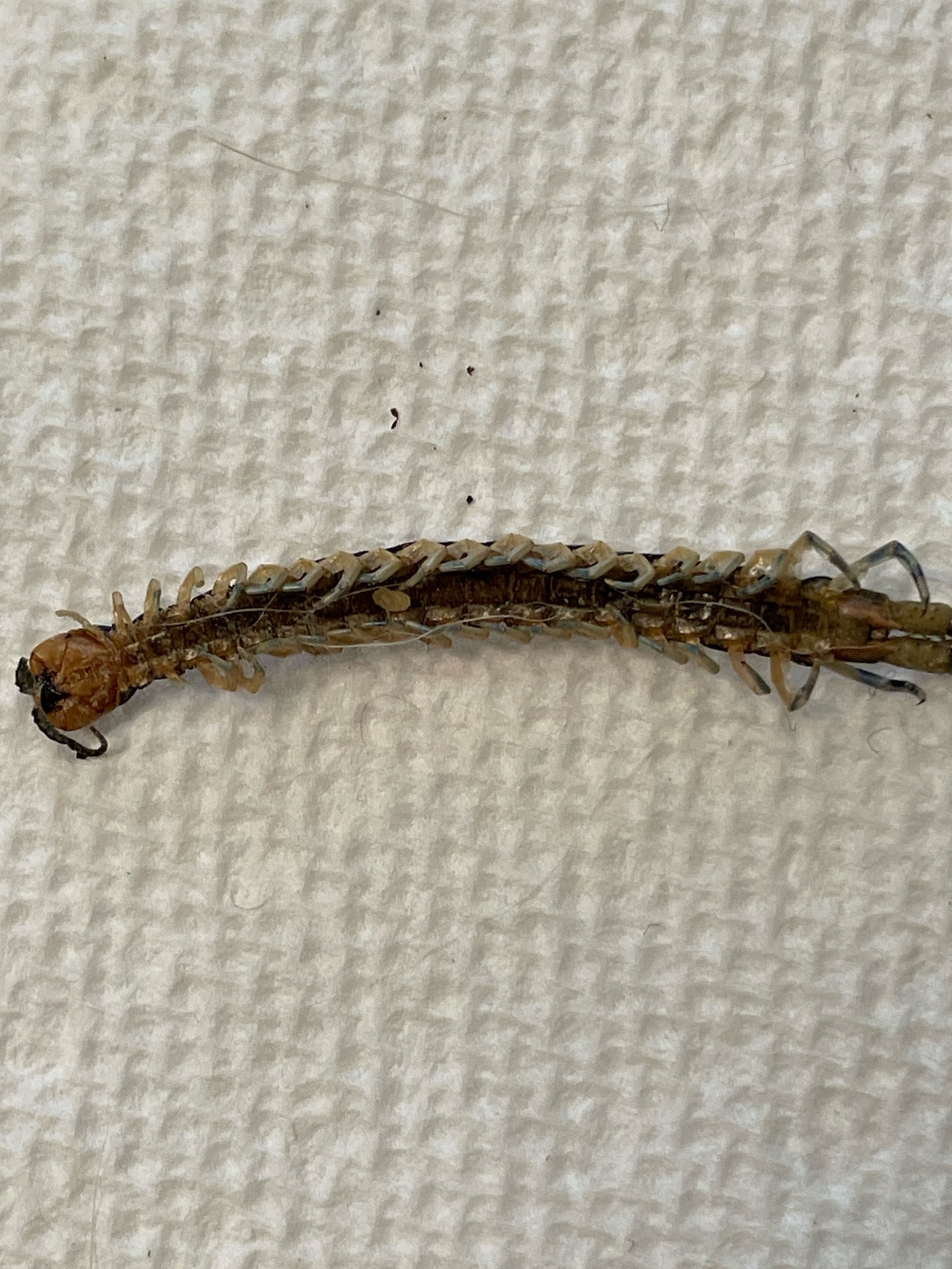 Genuine, Deceased, Tiger Centipede From North Carolina Thousand Legger ...