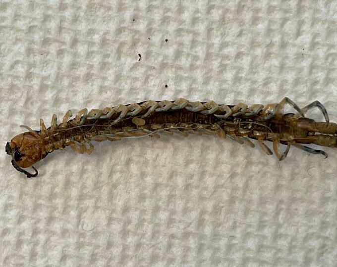 Genuine, Deceased, Tiger Centipede From North Carolina Thousand Legger ...
