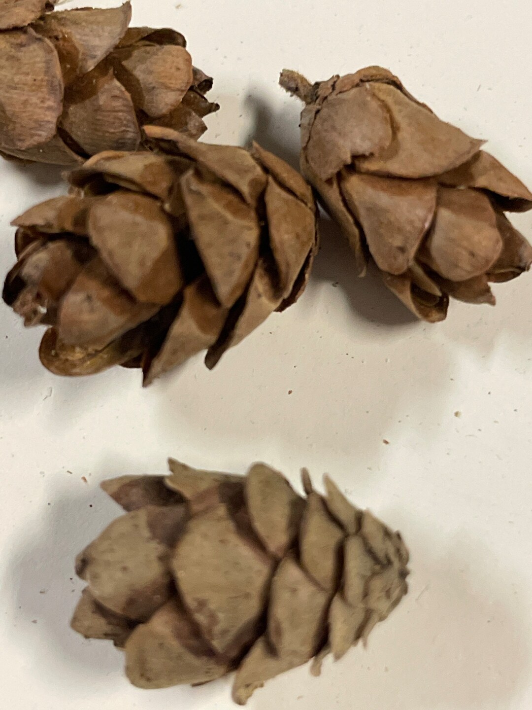 Miniature Small Pinecones All Natural Tiny for Crafting or Decoration ...