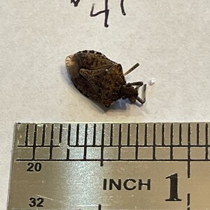 Genuine, Deceased, Stink Bug From North Carolina Stinkbug - Etsy