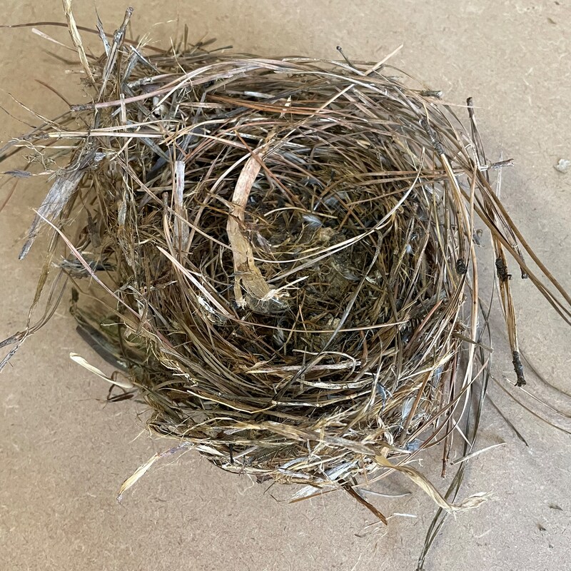 Real Birds Nest - Etsy