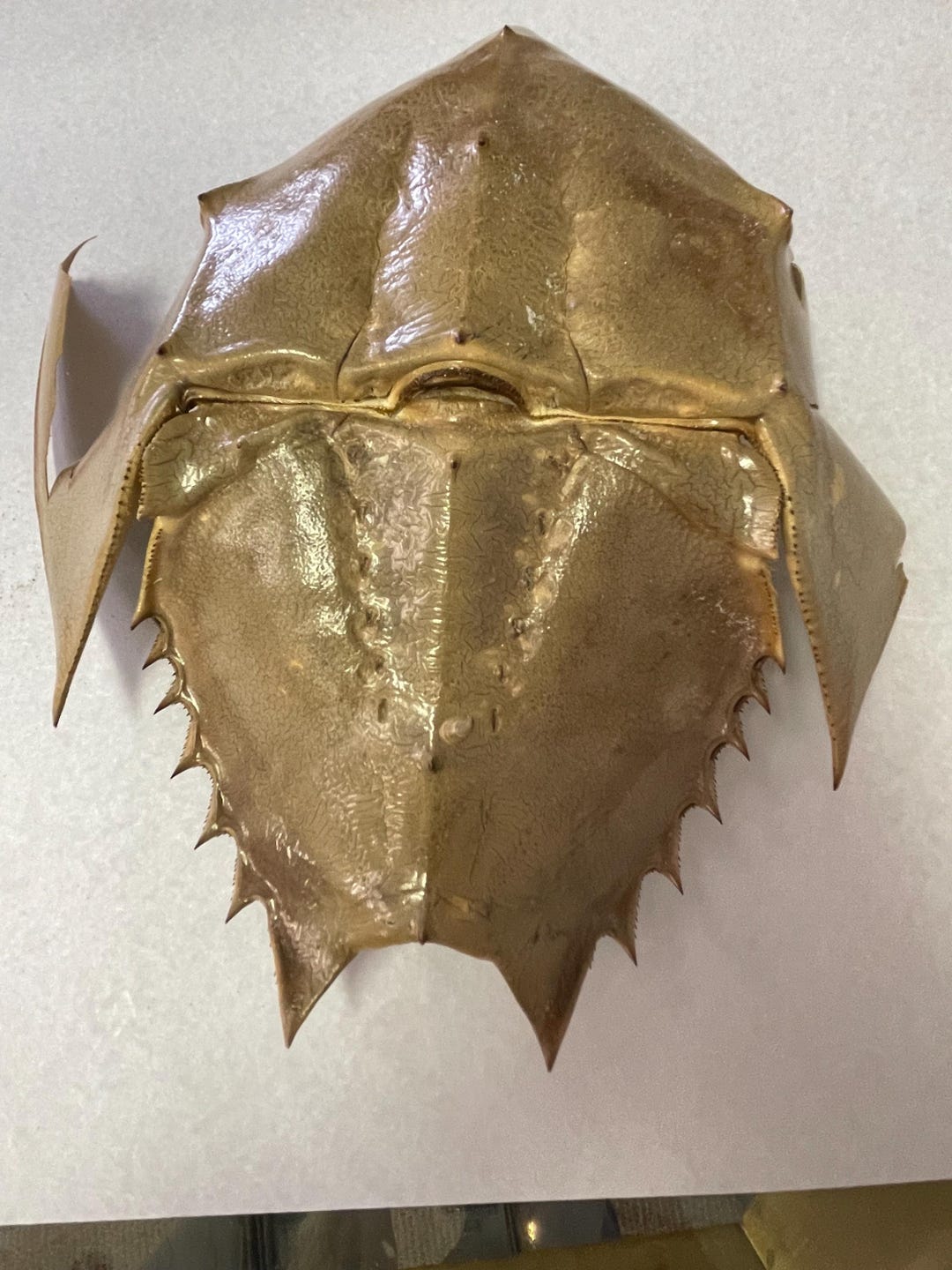 Horseshoe Crab Shell From the Outer Banks of North Carolina All Natural ...