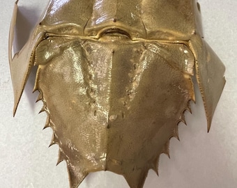 Large Horseshoe Crab Shell From the Outer Banks of North Carolina All ...