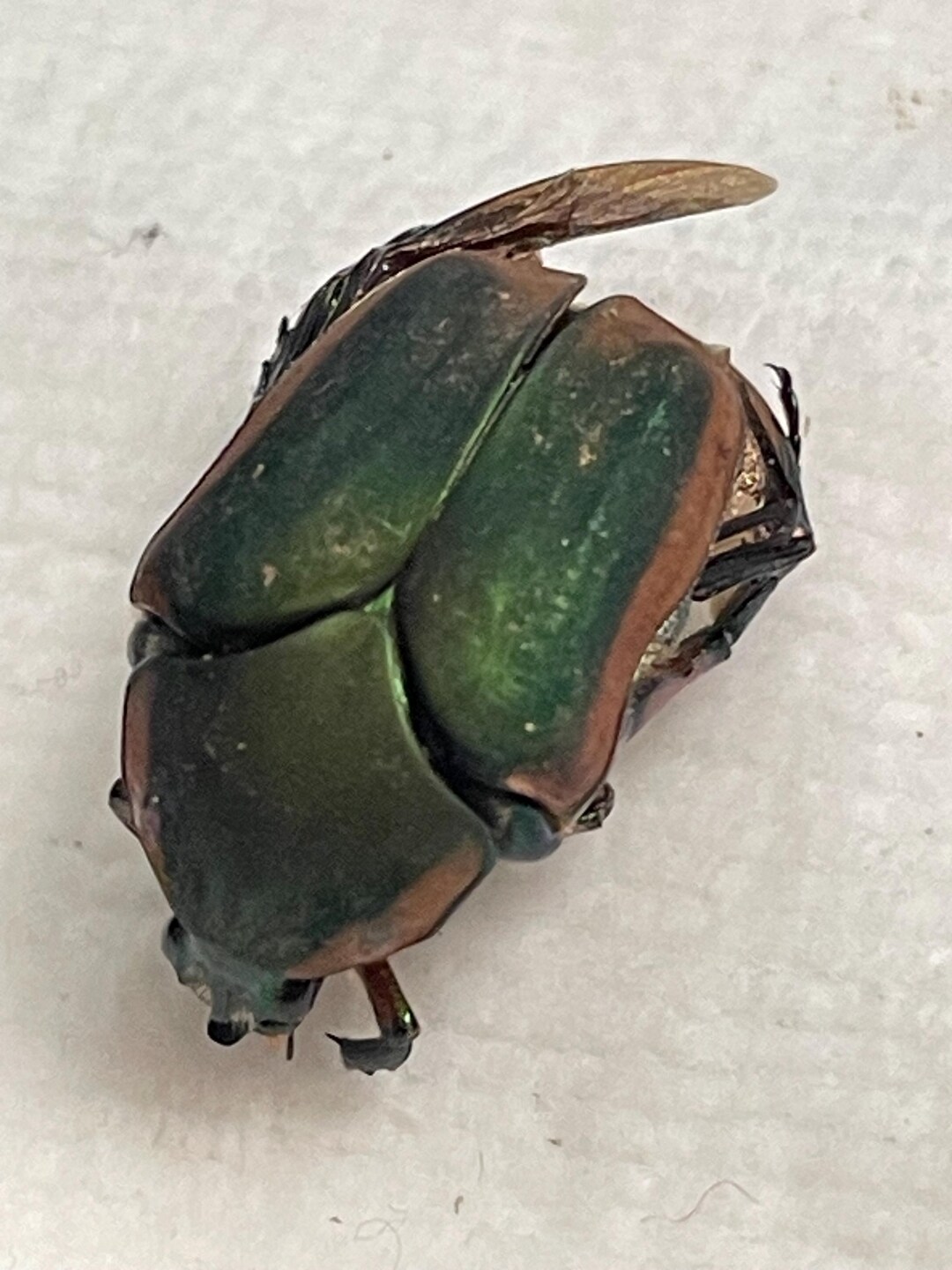 June Beetle , a Scarab Beetle Family, Green Fig Beetle Deceased Insect ...