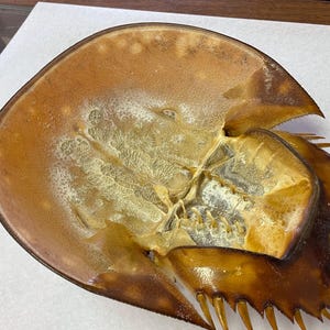 Large Horseshoe Crab Shell From the Outer Banks of North Carolina All ...