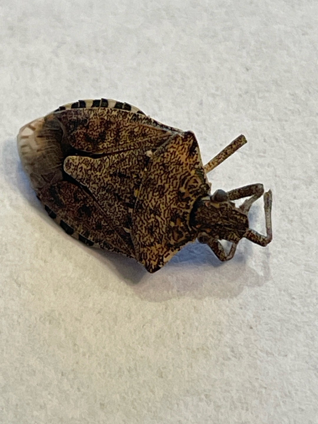 Genuine, Deceased, Stink Bug From North Carolina Stinkbug - Etsy
