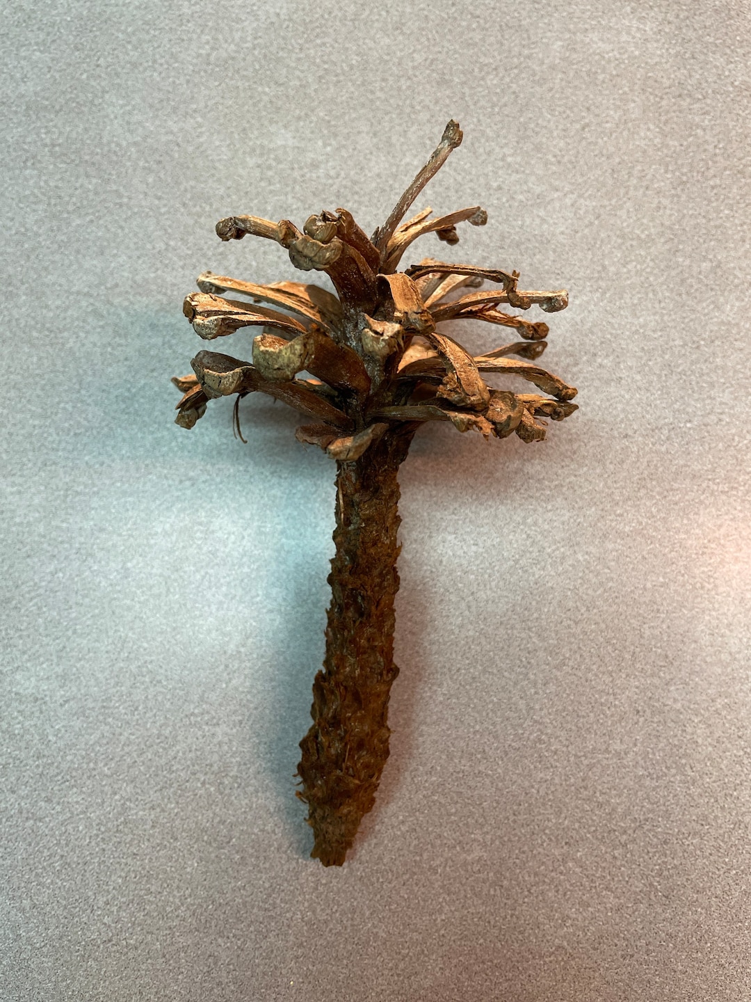 Pine Cone Palm Tree All Natural From North Carolina for Crafting Crafts ...
