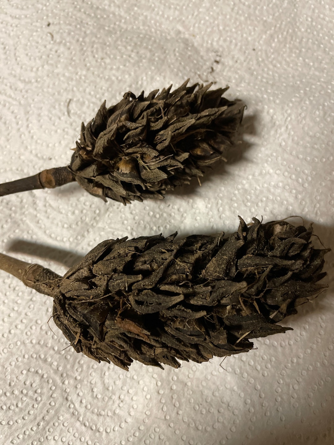 Magnolia Tree Pods All Natural Genuine From 2022 From North Carolina - Etsy