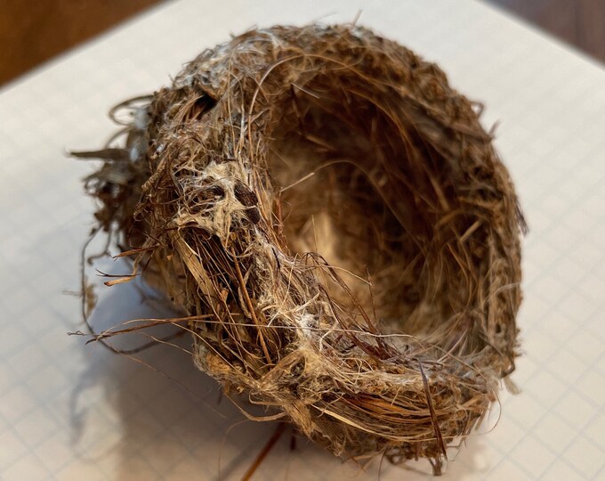Bird Nest All Natural Genuine Birds Real Beautifully Crafted, and Very ...