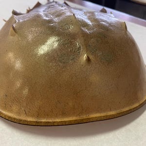 Large Horseshoe Crab Shell From the Outer Banks of North Carolina All ...