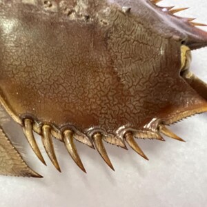 Large Horseshoe Crab Shell From the Outer Banks of North Carolina All ...