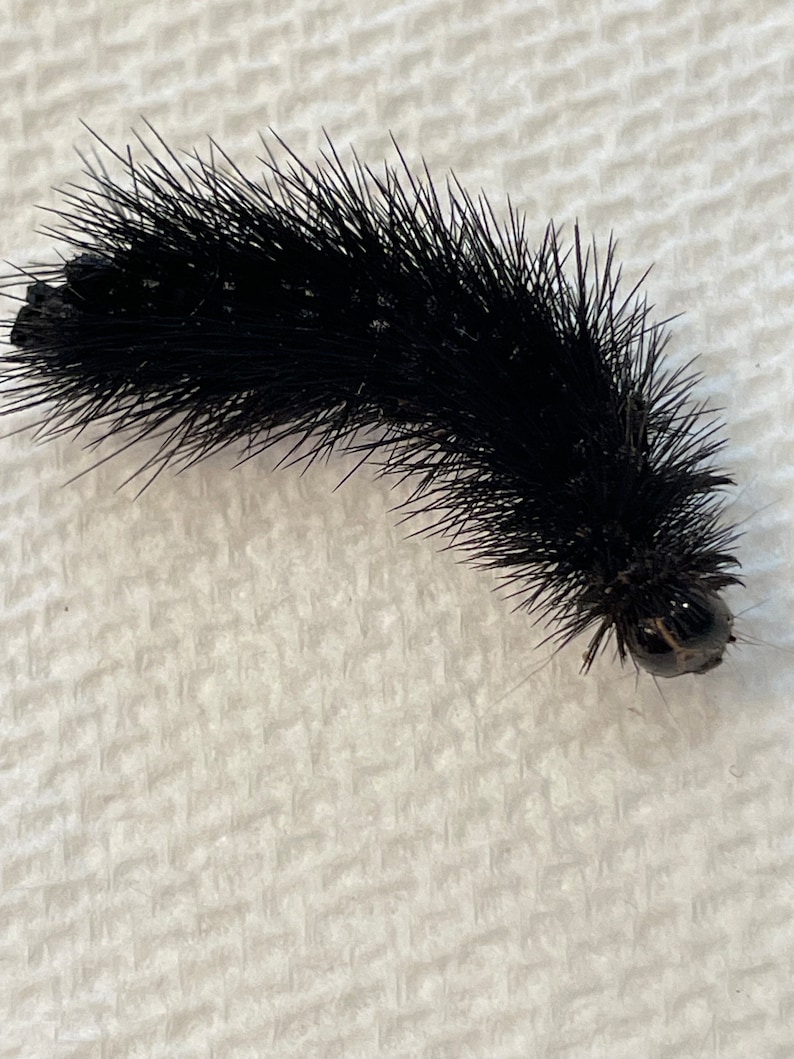 Wooly Worm All Black From North Carolina Deceased Dead Caterpillar ...