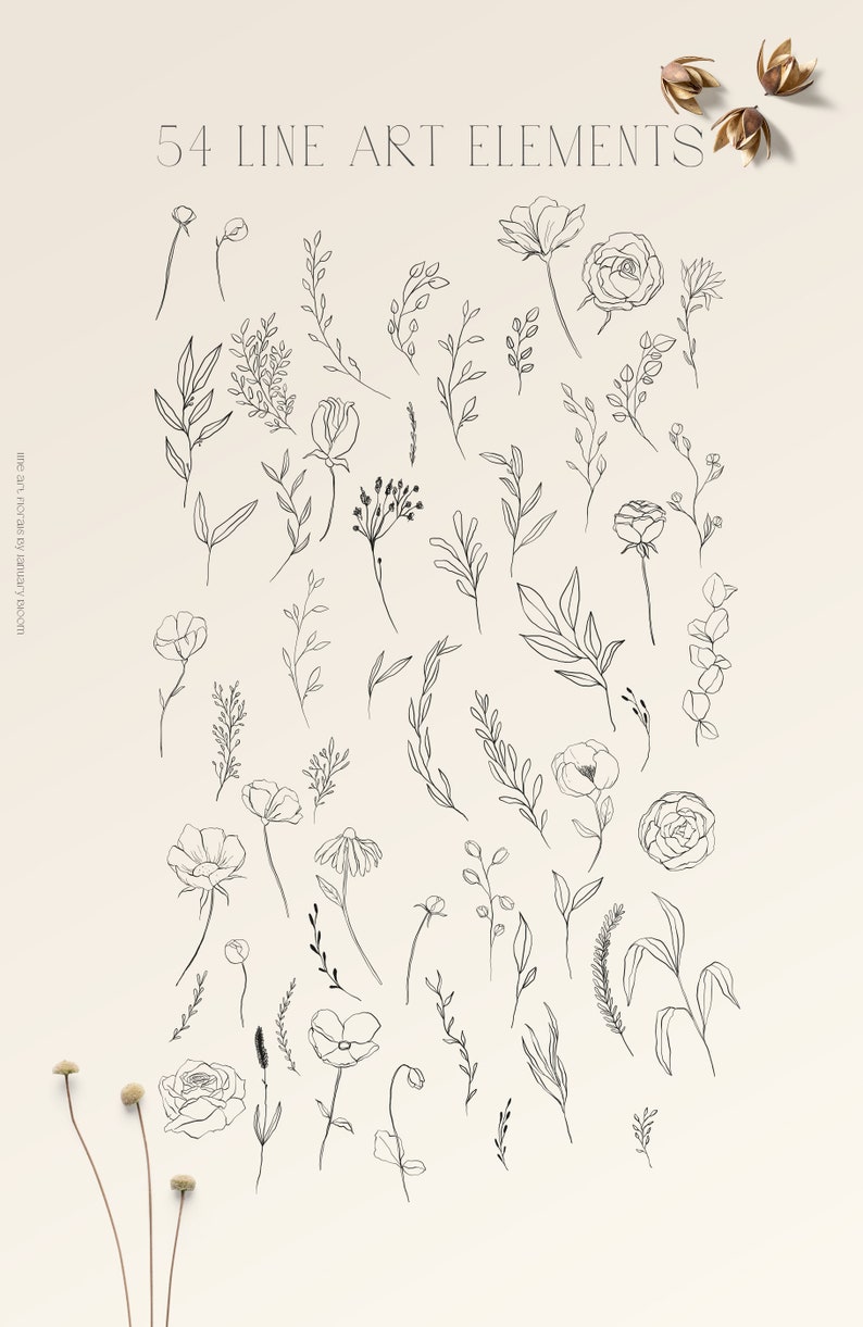 Fine Art Floral Line Art Clipart Botanical Illustration Hand Drawn ...