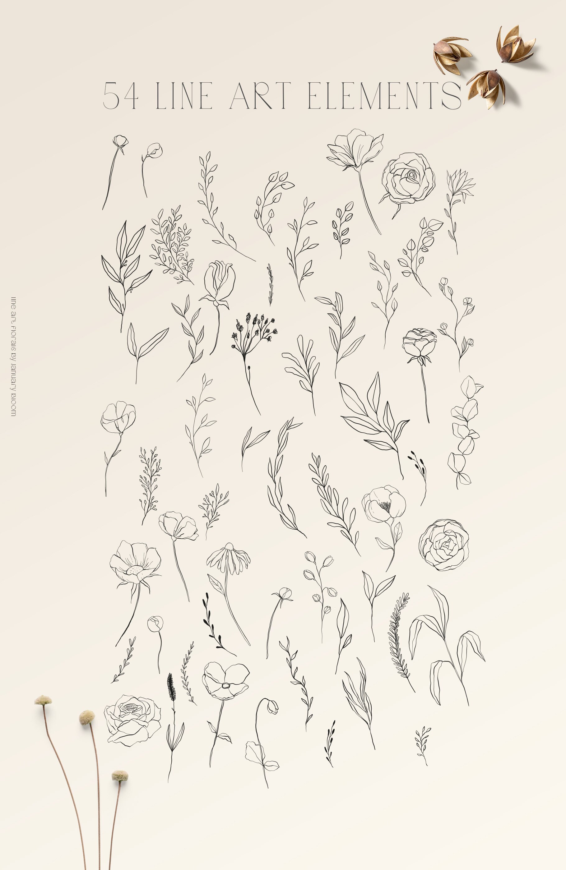 Fine Art Floral Line Art Clipart Botanical Illustration Hand Drawn ...