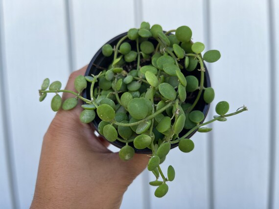 Rare Dischidia Nummularia string of Nickels Rooted - Etsy