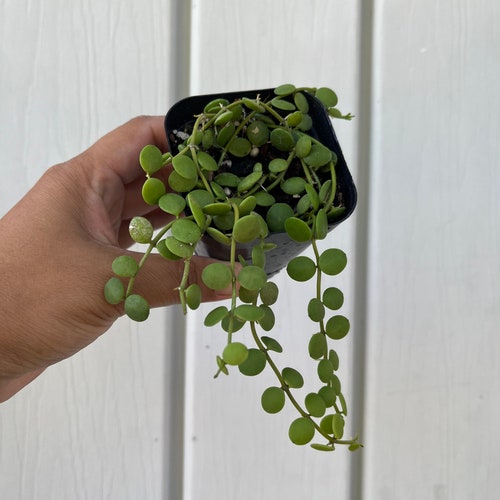 Dischidia Nummularia string of Nickels Plant Cuttings: Rare - Etsy