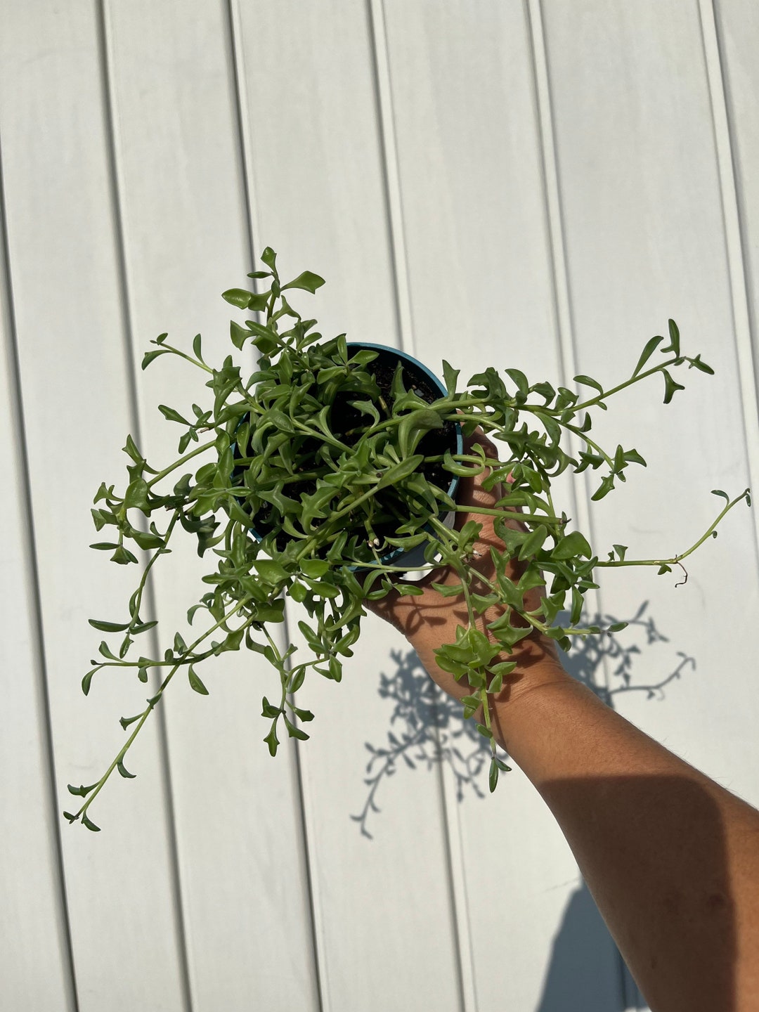String of Dolphin in 5 Inch Pot - Etsy
