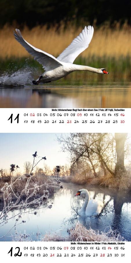 Animal Magic Swans Calendar for 2025 Format 10 Cm X 10 Cm Swan Swans ...