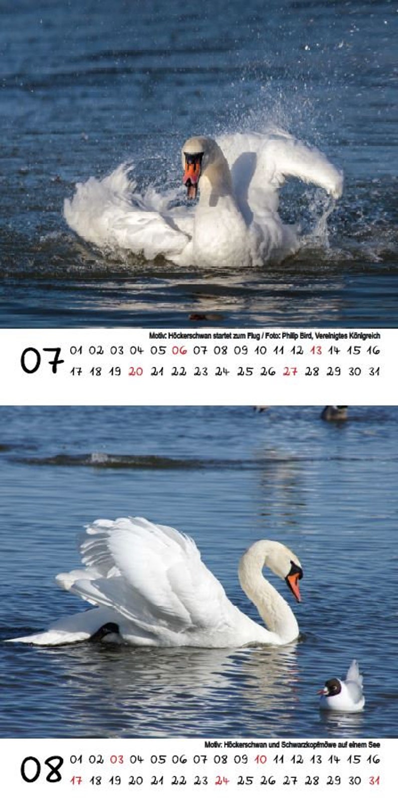 Animal Magic Swans Calendar for 2025 Format 10 Cm X 10 Cm Swan Swans ...