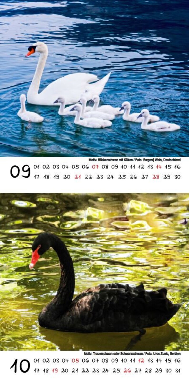 Animal Magic Swans Calendar for 2025 Format 10 Cm X 10 Cm Swan Swans ...