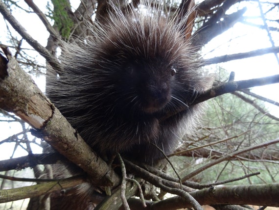 Porcupine Homes